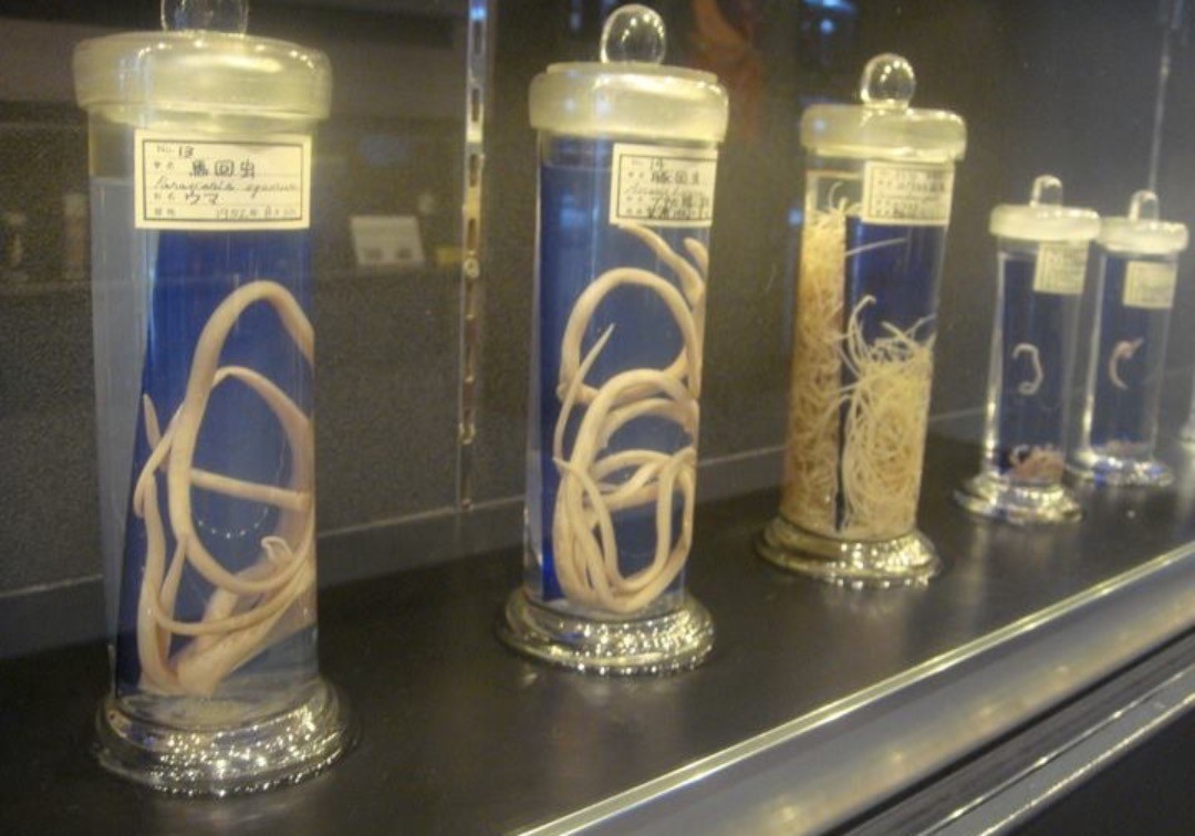 Meguro Parasitological Museum | Tokyo - travelstoke