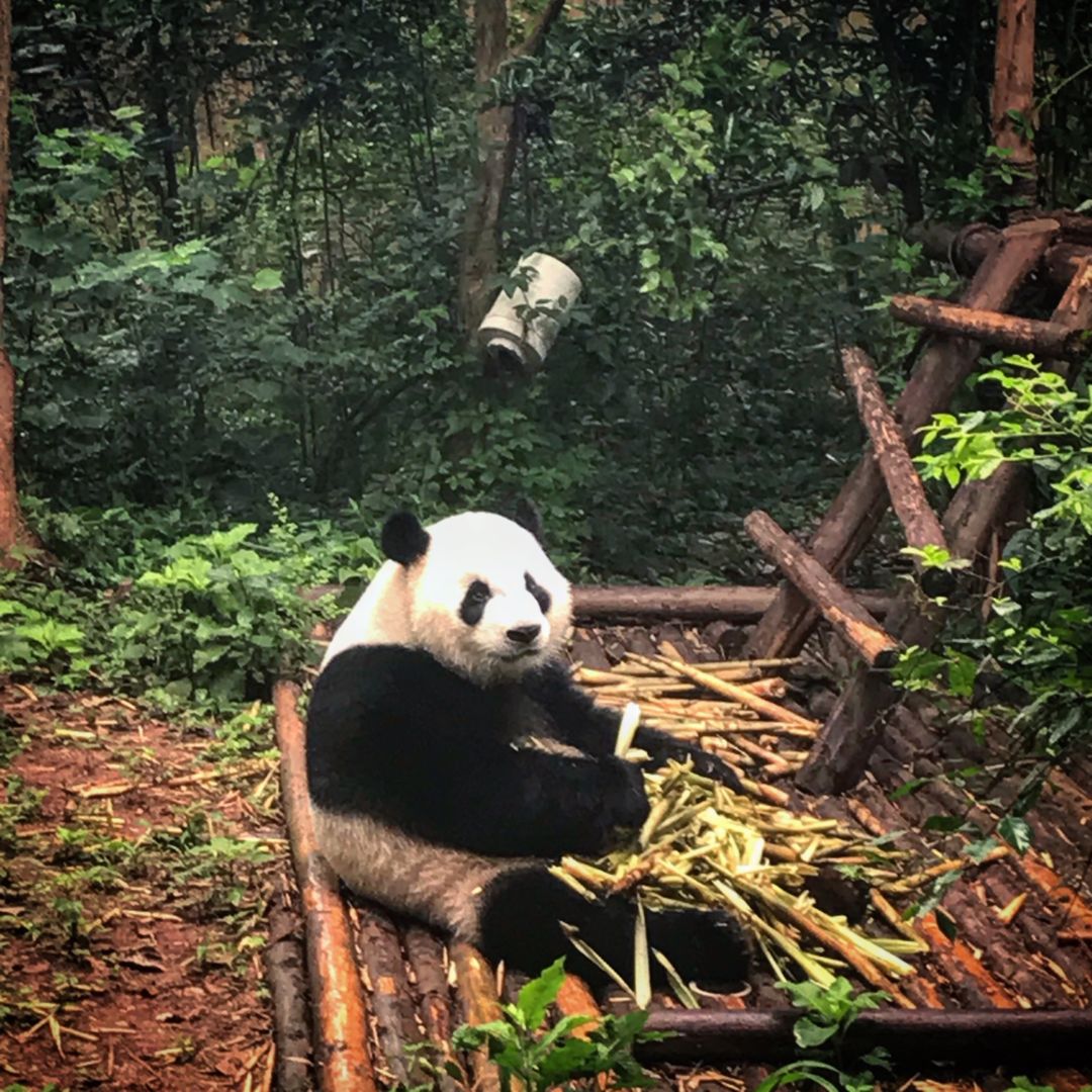 Chengdu Research Base of Giant Panda Breeding Giant Panda Brood Area ...