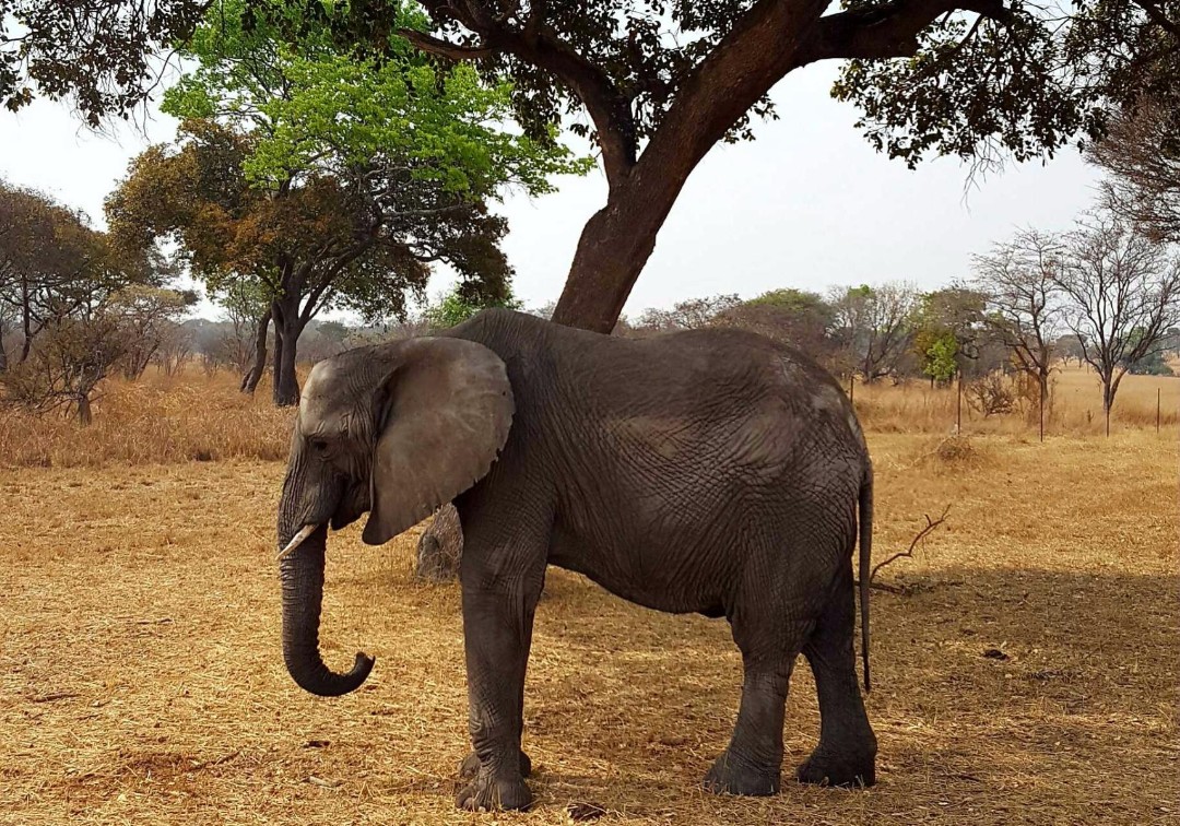 Chaminuka Game Reserve | Lusaka - travelstoke