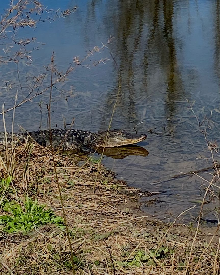 Brazos Bend State Park | Sienna Plantation - travelstoke
