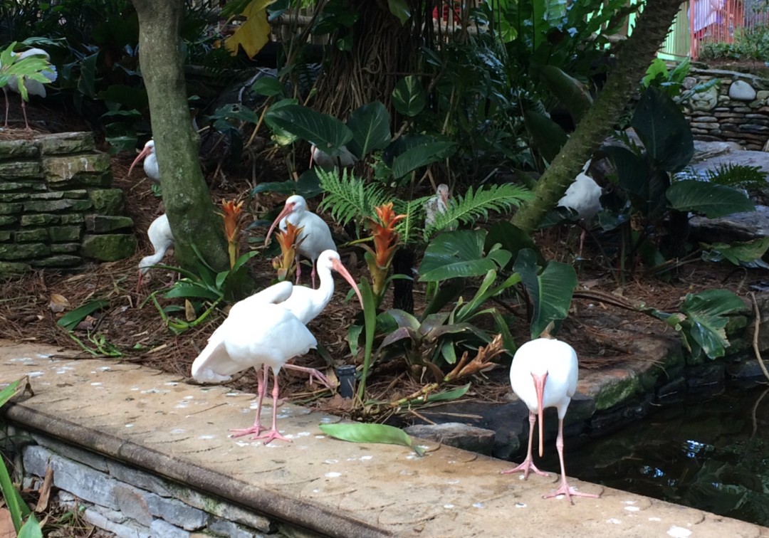 Disney's Animal Kingdom Theme Park | Four Corners - travelstoke