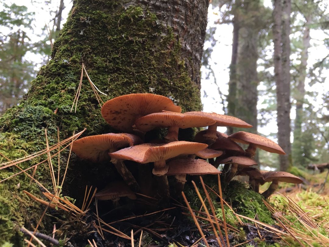 Tunnel Island Trail | Kenora - travelstoke