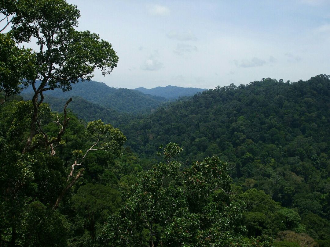 Ulu Temburong National Park | Bangar - travelstoke