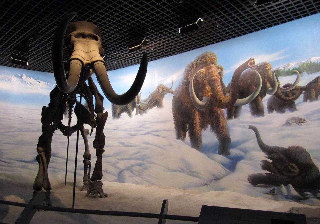 Inner Mongolia Museum | Hohhot - travelstoke