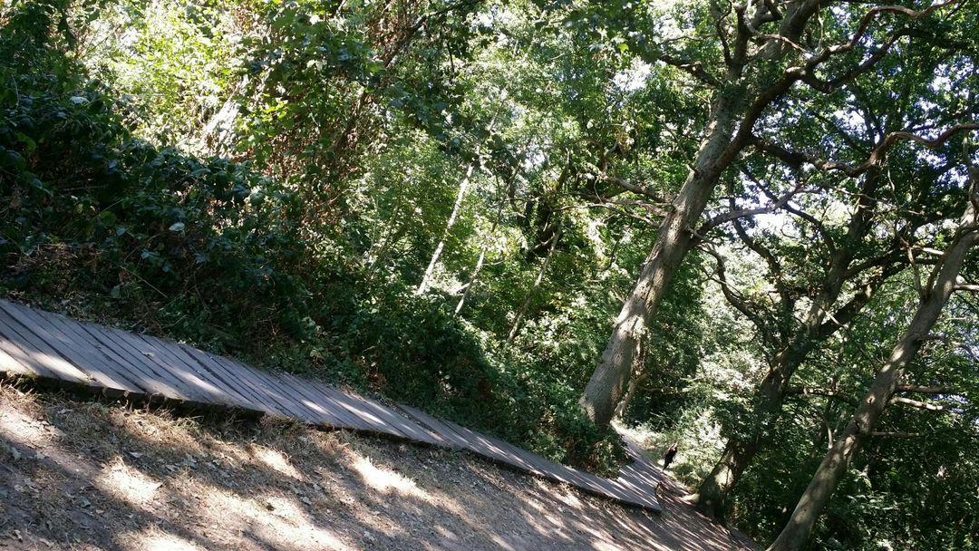 Ruislip Woods National Nature Reserve | Ruislip - travelstoke