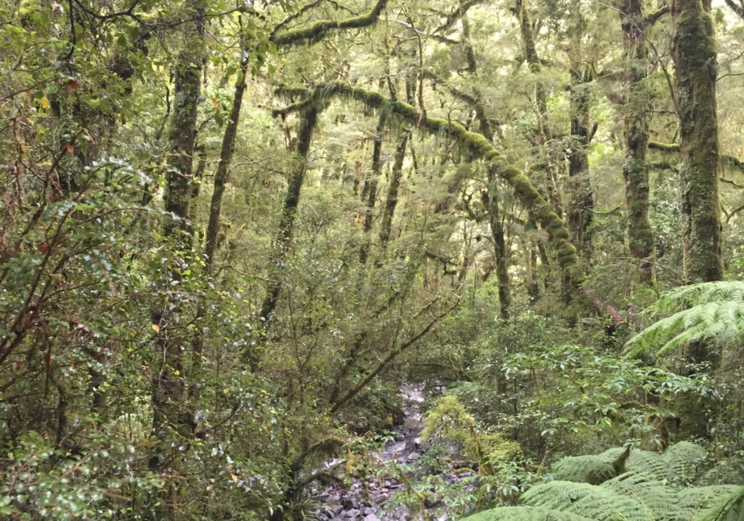The Chasm Viewing Bridge | Milford Sound - travelstoke