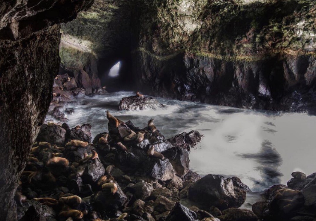 Sea Lion Caves | Florence - travelstoke